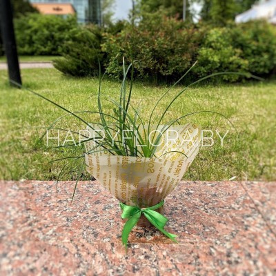 Нолина - Купить в Минске с доставкой | Happyflora